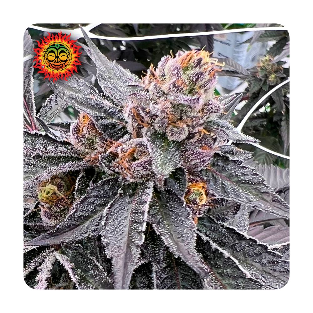 Jokerz #31 Bulk Flower - FIRE ISLAND - Alma MI Cannabis D...