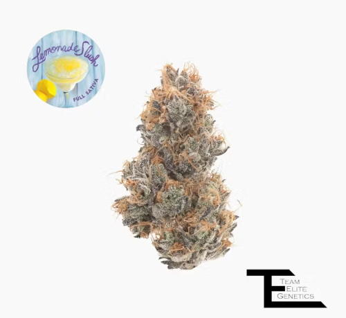 TEAM ELITE GENETICS: Lemonade Slush 14g - Smalls (S) - Be...